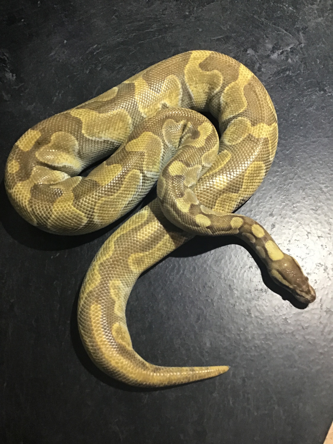 Butter Enchi Ball Python by R C Royal Morphs - MorphMarket