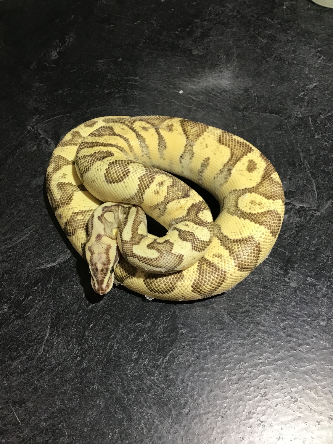Super Pastel Enchi Lucifer Fader Ball Python by R C Royal Morphs ...