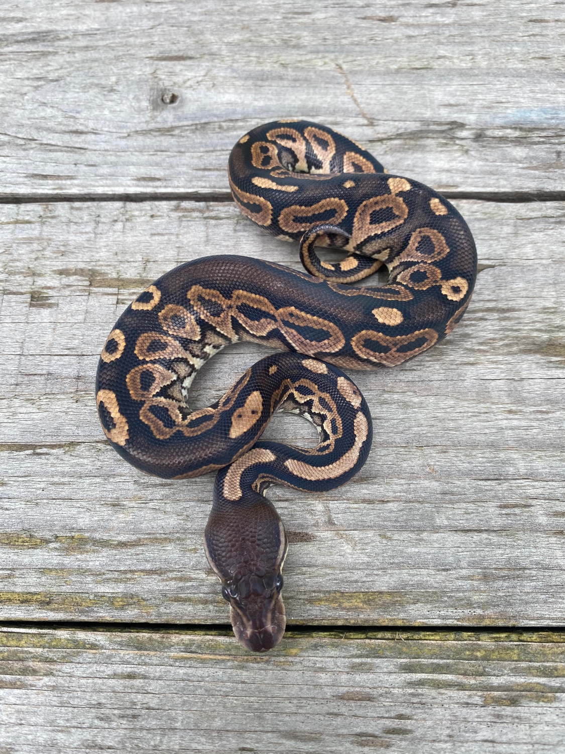 Cinnamon Yellow Belly 66% Het Lavender 50% Het Pied Ball Python by R C ...