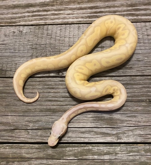 Pastel Butter YB HRA Coral Glow Ball Python by R C Royal Morphs