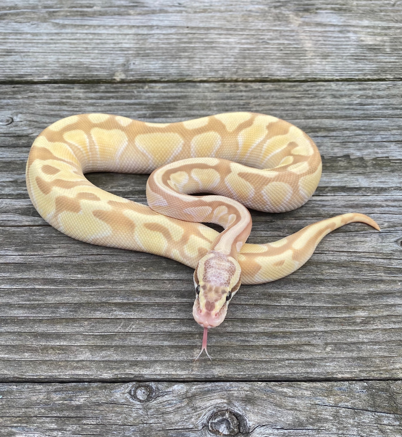 Pastel Enchi Butter Coral Glow Female Maker (Probably Asphalt) Ball ...