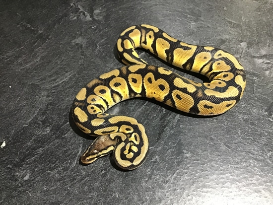 Pastel 100% Het Clown Ball Python by R C Royal Morphs