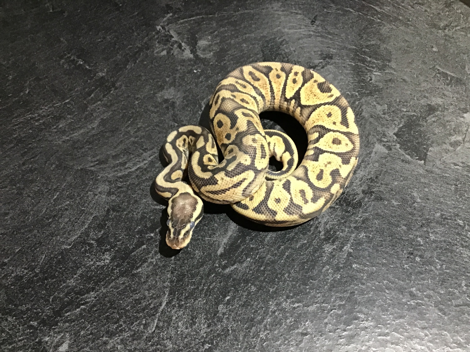 Super Pastel Specter Ball Python by R C Royal Morphs - MorphMarket