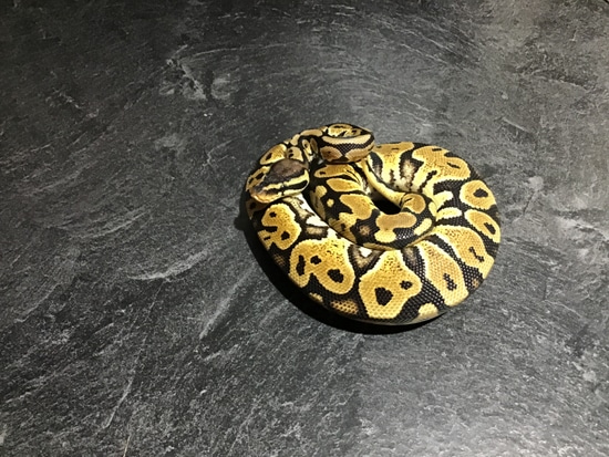 Yellow Belly Ball Python by R C Royal Morphs