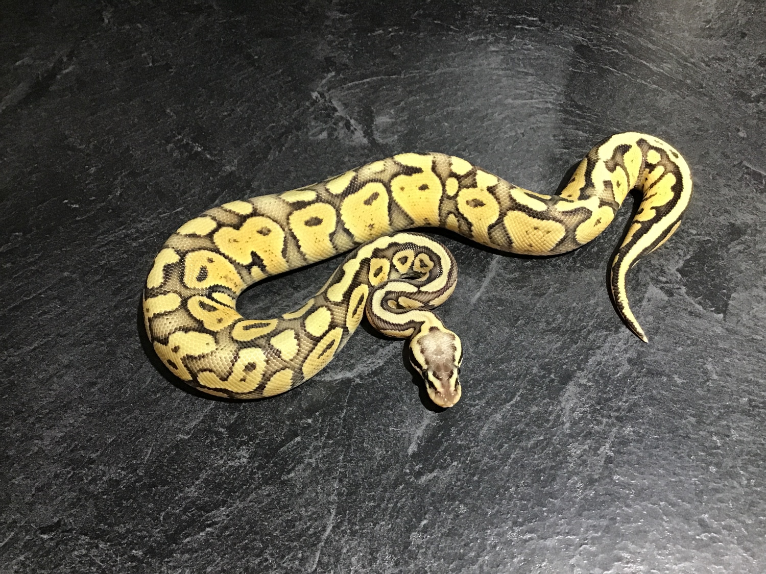 Super Pastel Specter Ball Python by R C Royal Morphs - MorphMarket