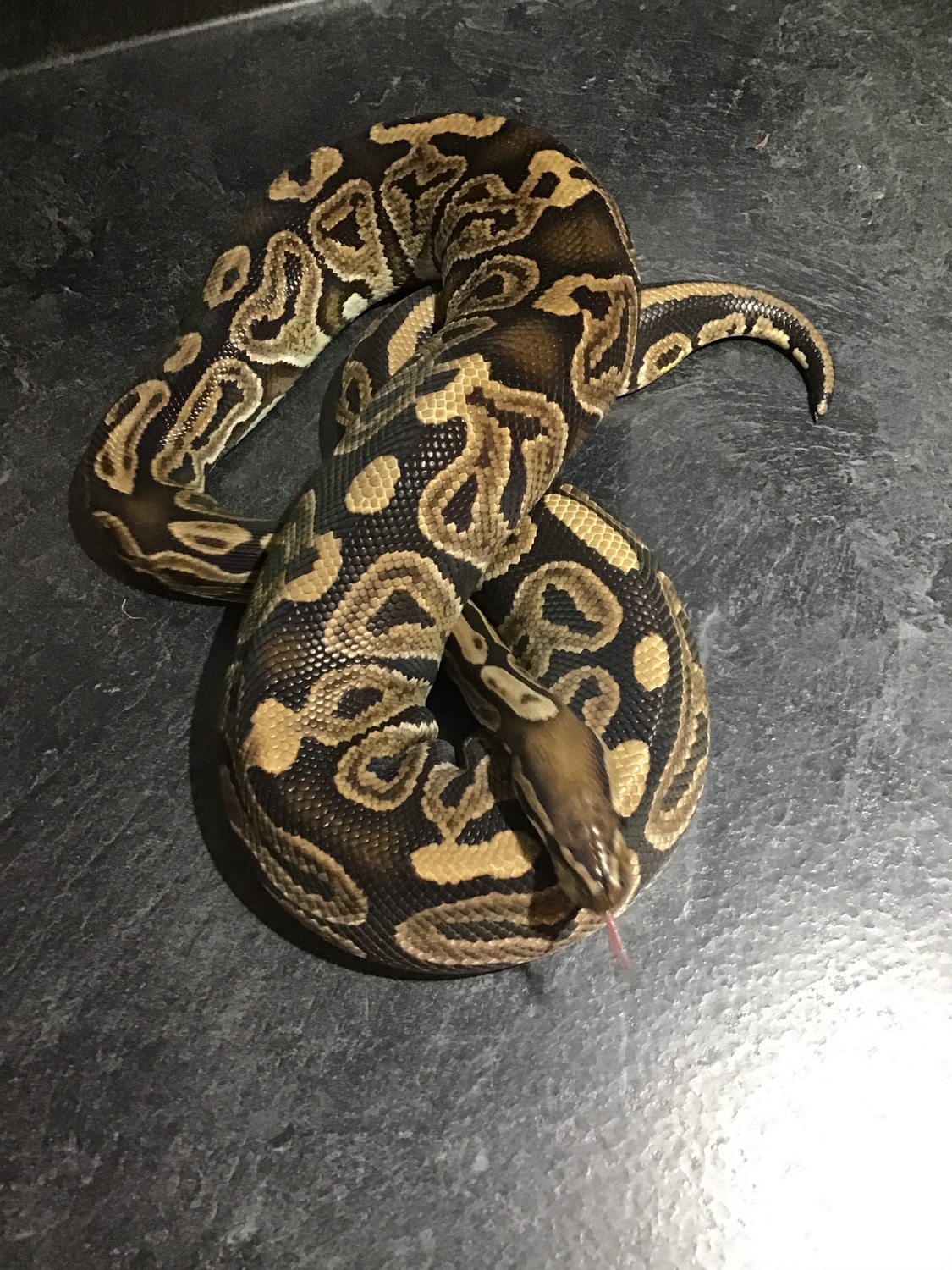 Black Pastel Ball Python by R C Royal Morphs - MorphMarket