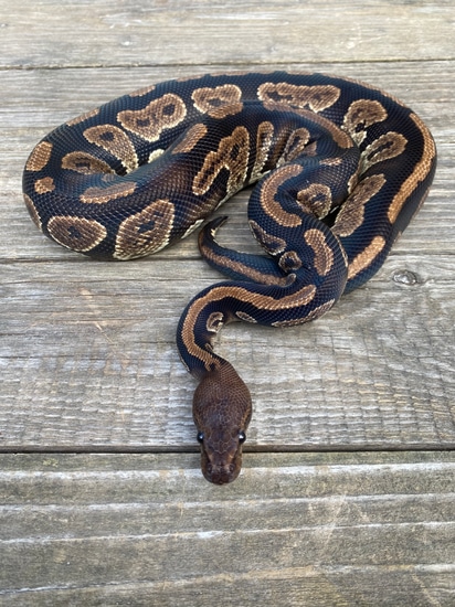 Mahogany Yellow Belly Or Asphalt Ball Python by R C Royal Morphs