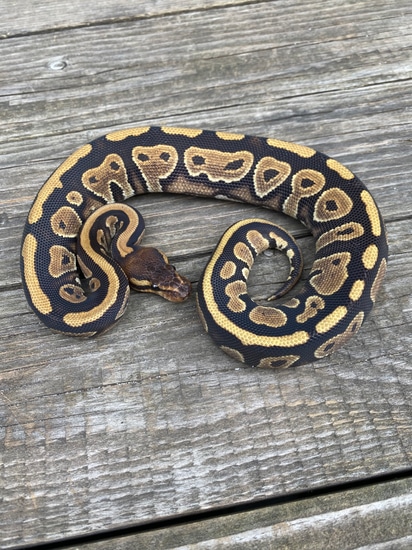 Mahogany HRA Yellow Belly Or Asphalt Ball Python by R C Royal Morphs