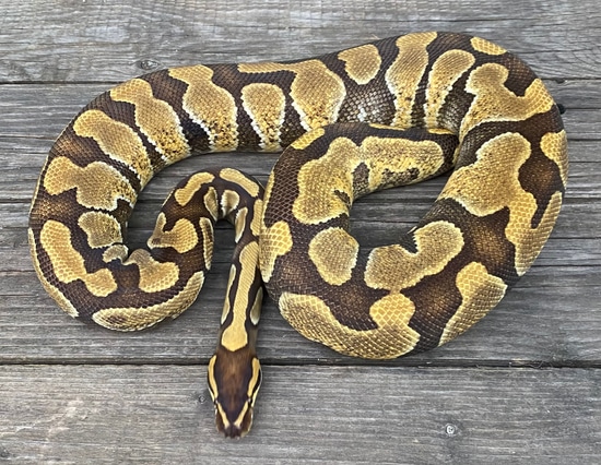 Enchi Mahogany Yellow Belly Or Asphalt Ball Python by R C Royal Morphs