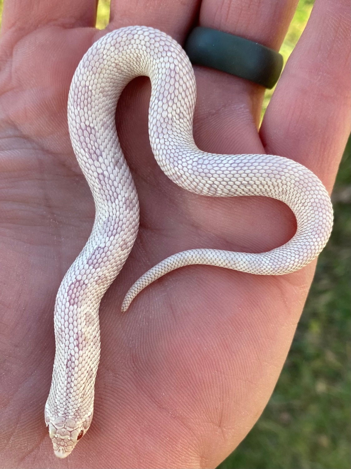 Snow Conda Western Hognose by R C Royal Morphs - MorphMarket