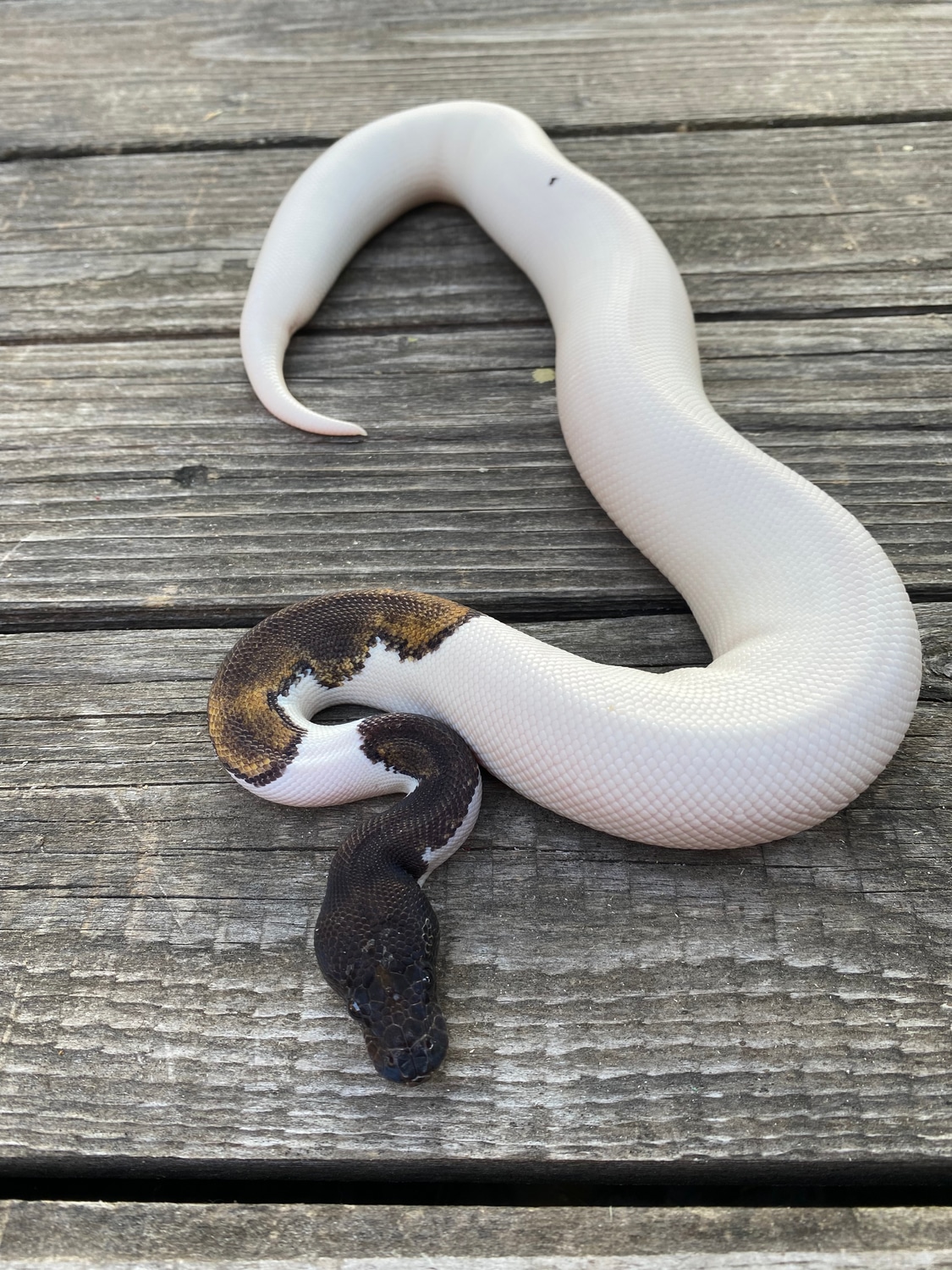 Mojave Blackhead Pied 100% Het Lavender Ball Python by R C Royal Morphs ...