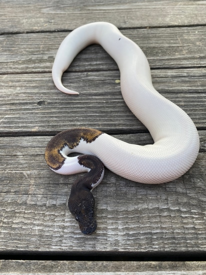 Mojave Blackhead Pied 100% Het Lavender Ball Python by R C Royal Morphs
