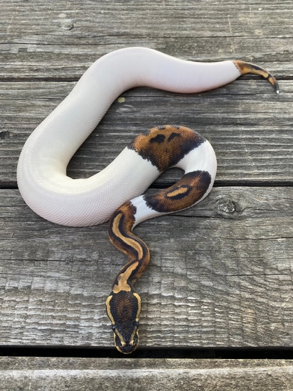 Super Chocolate Pied Possibly OD Ball Python by R C Royal Morphs