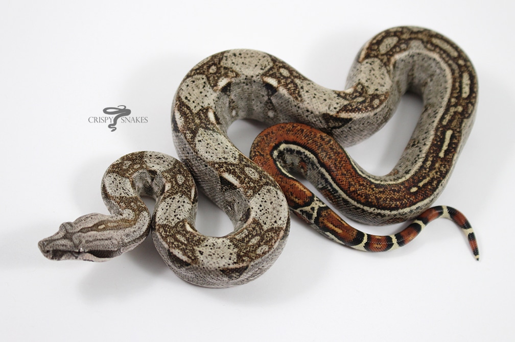 Het Super Stripe (12M) Boa Constrictor by CrispySnakes - MorphMarket