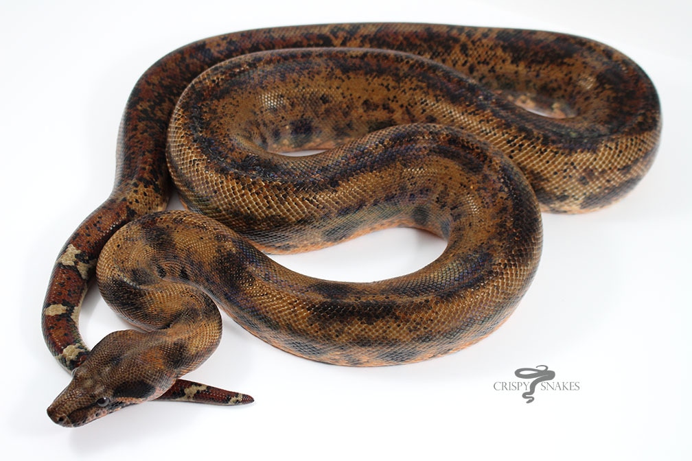 Salmon Hypo Leopard Boa Constrictor by CrispySnakes - MorphMarket