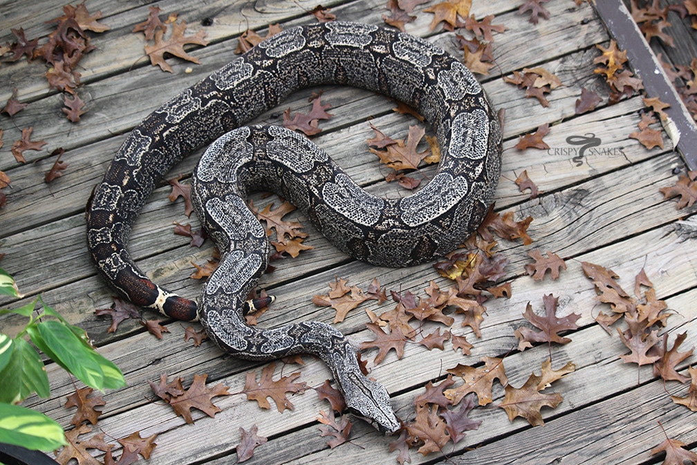 Moonraker Short-tailed Boa Constrictor by CrispySnakes - MorphMarket