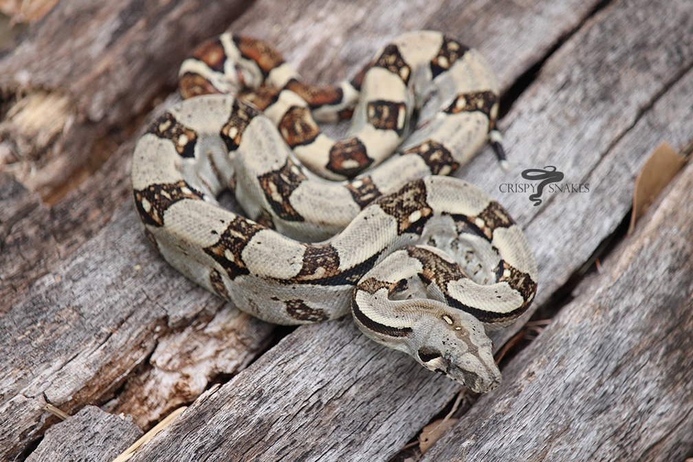 '22 Meltzer Line Longicauda (05F) Peruvian Long-tailed Boa Constrictor ...