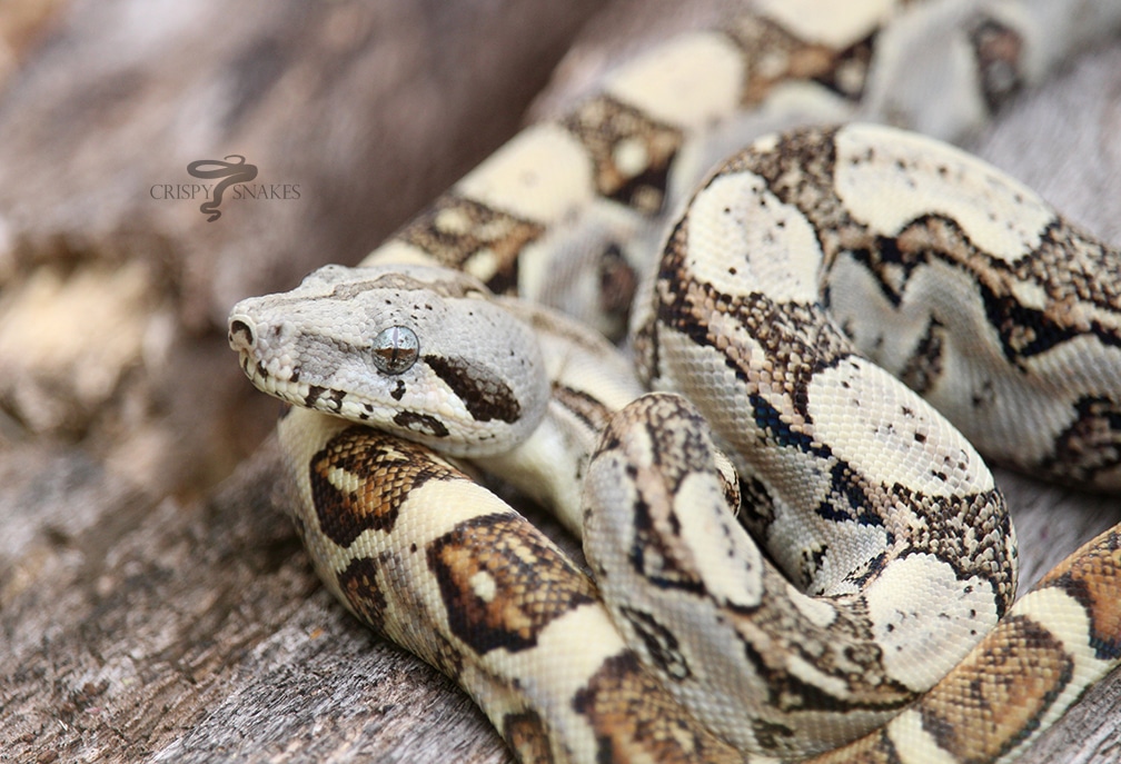 '22 Meltzer Line Longicauda (06F) Peruvian Long-tailed Boa Constrictor ...