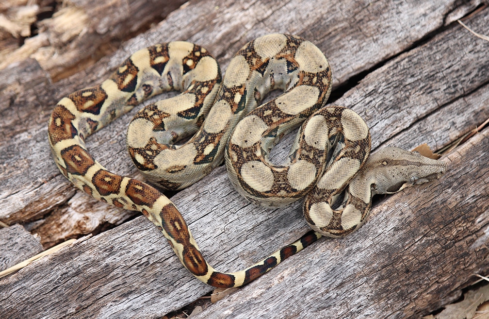 '22 Meltzer Line Longicauda (08M) Peruvian Long-tailed Boa Constrictor ...