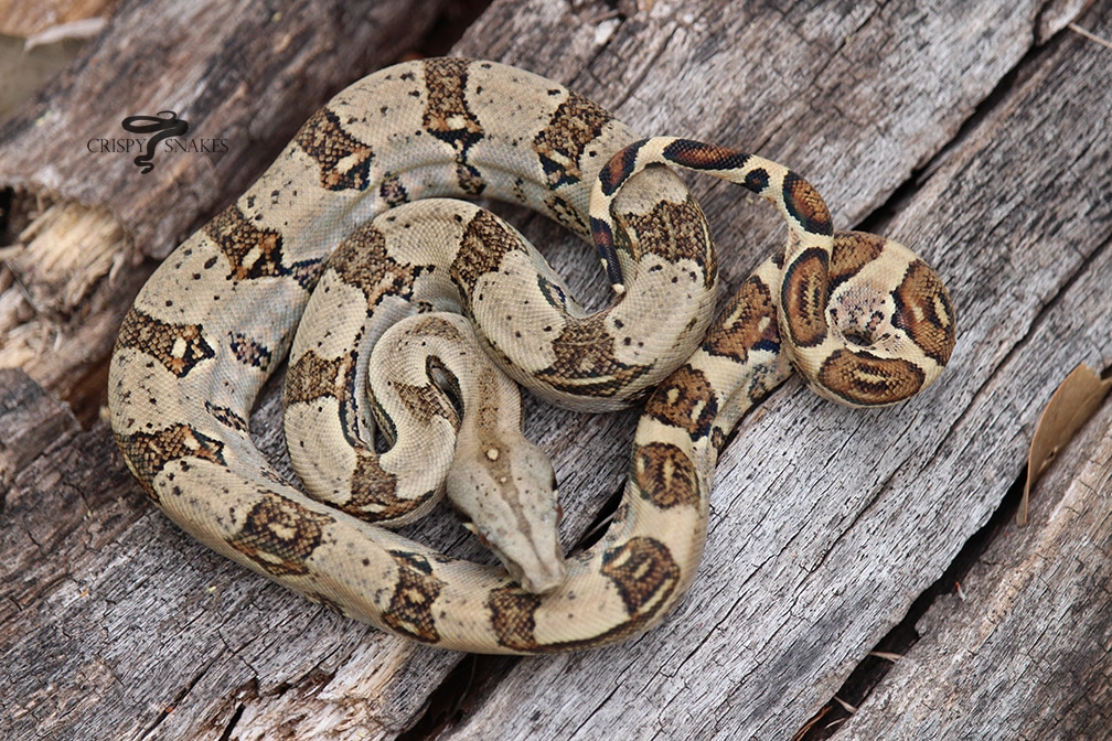 '22 Meltzer Line Longicauda (09M) Peruvian Long-tailed Boa Constrictor ...