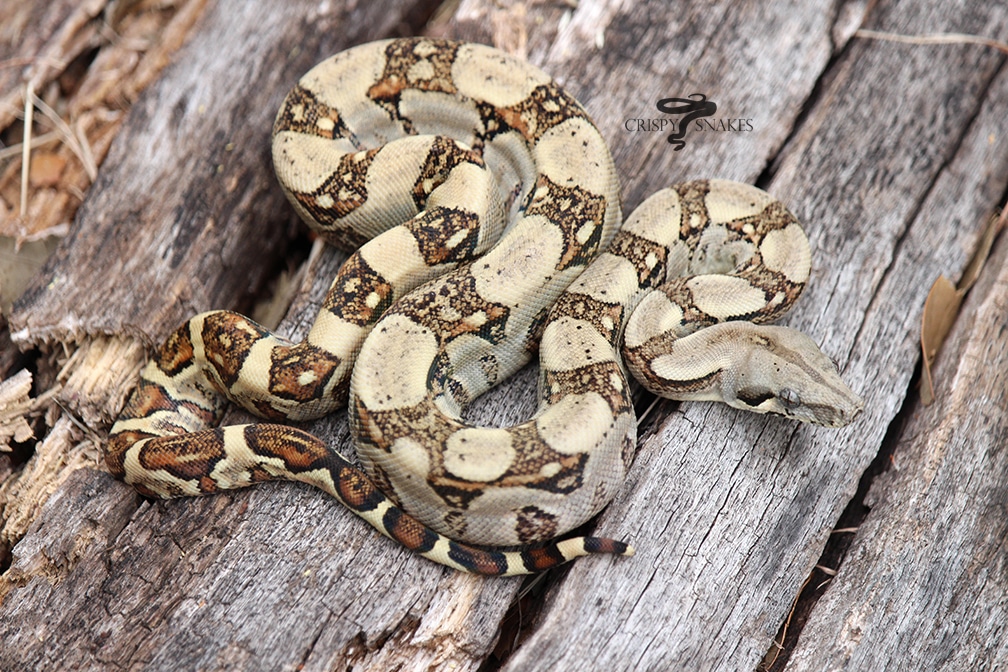 '22 Meltzer Line Longicauda (11M) Peruvian Long-tailed Boa Constrictor ...