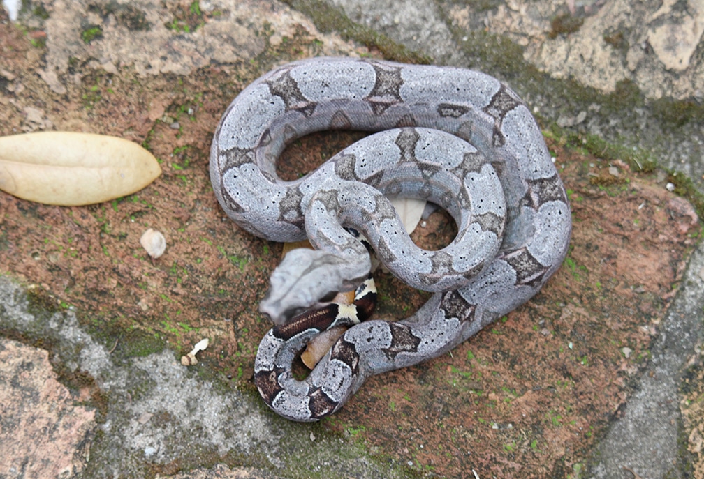 '22 Bolivian (07M) Short-tailed Boa Constrictor by CrispySnakes ...