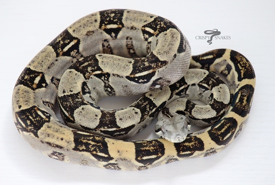 Denton X Meltzer 100% Het Anery (11M) Peruvian Long-Tailed Boa ...