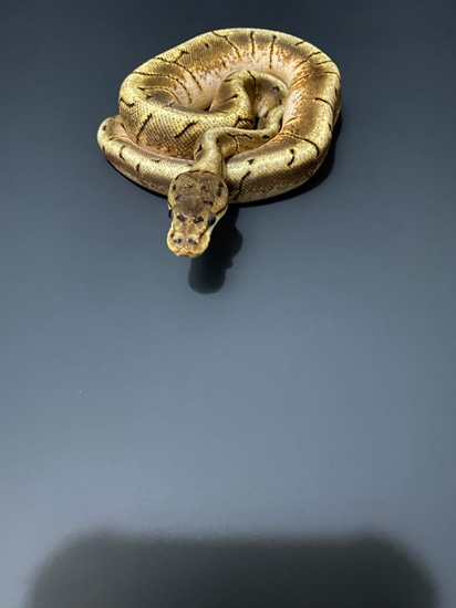 Spider Pinstripe Ball Python by Smokin_morphs CSR