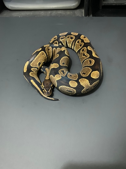 Normal 66% Het Pied 66% Het Lavender Albino Ball Python by Smokin ...