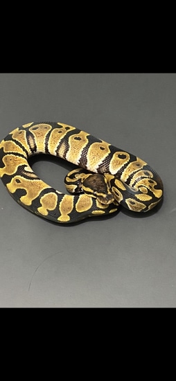 Normal Ball Python by Smokin_morphs CSR