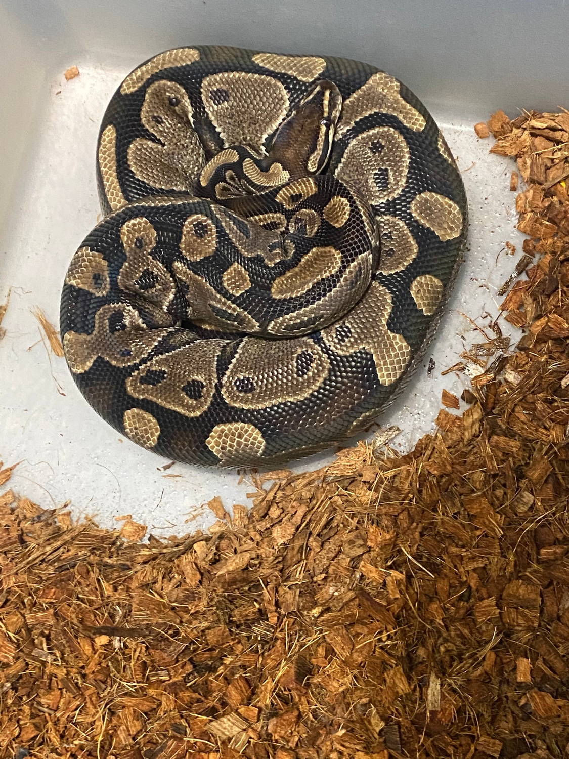 Normal Ball Python by Smokin_morphs CSR - MorphMarket