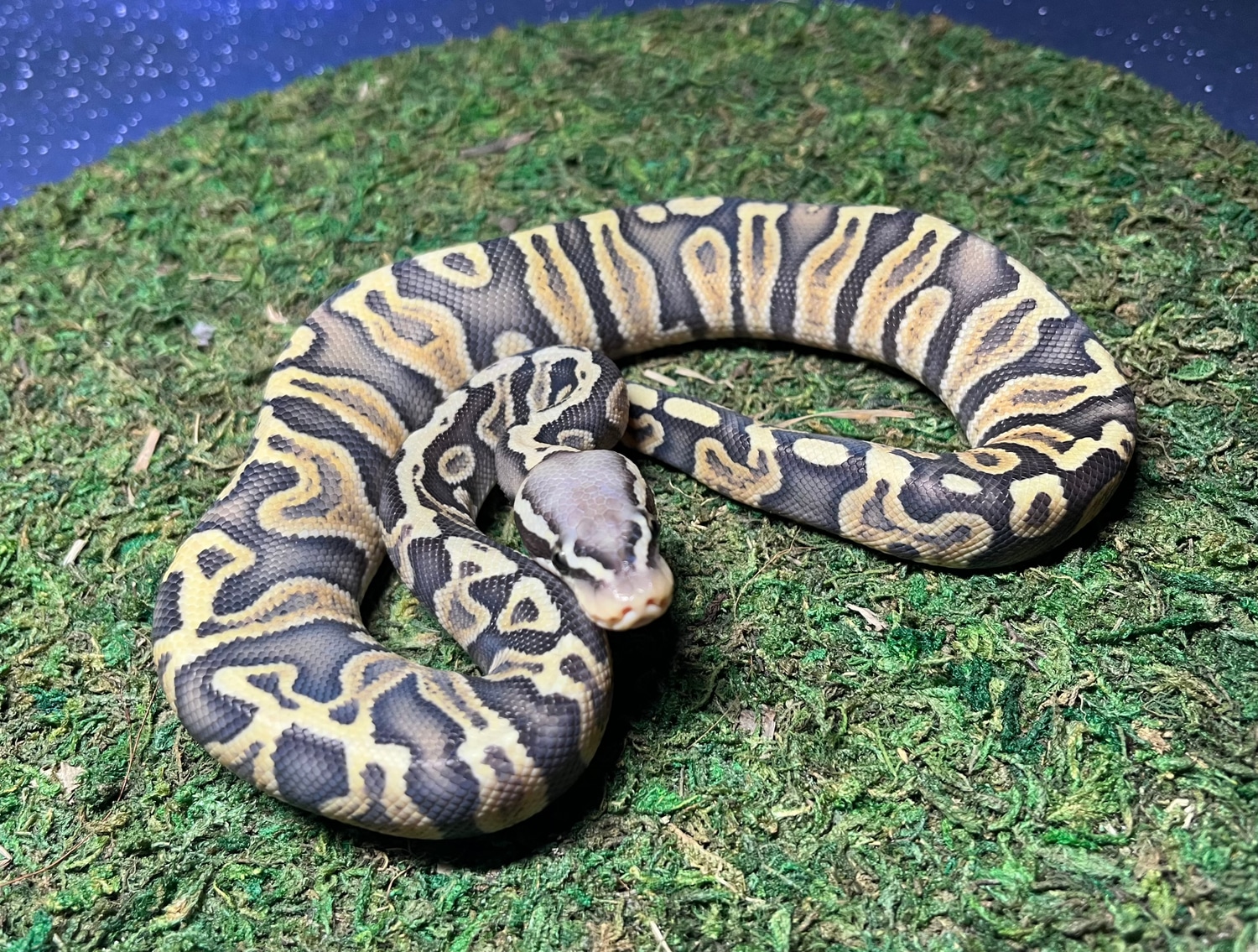 GHI Hypo Pastel Pos Chocolate 50% Het DG Ball Python by Critical ...