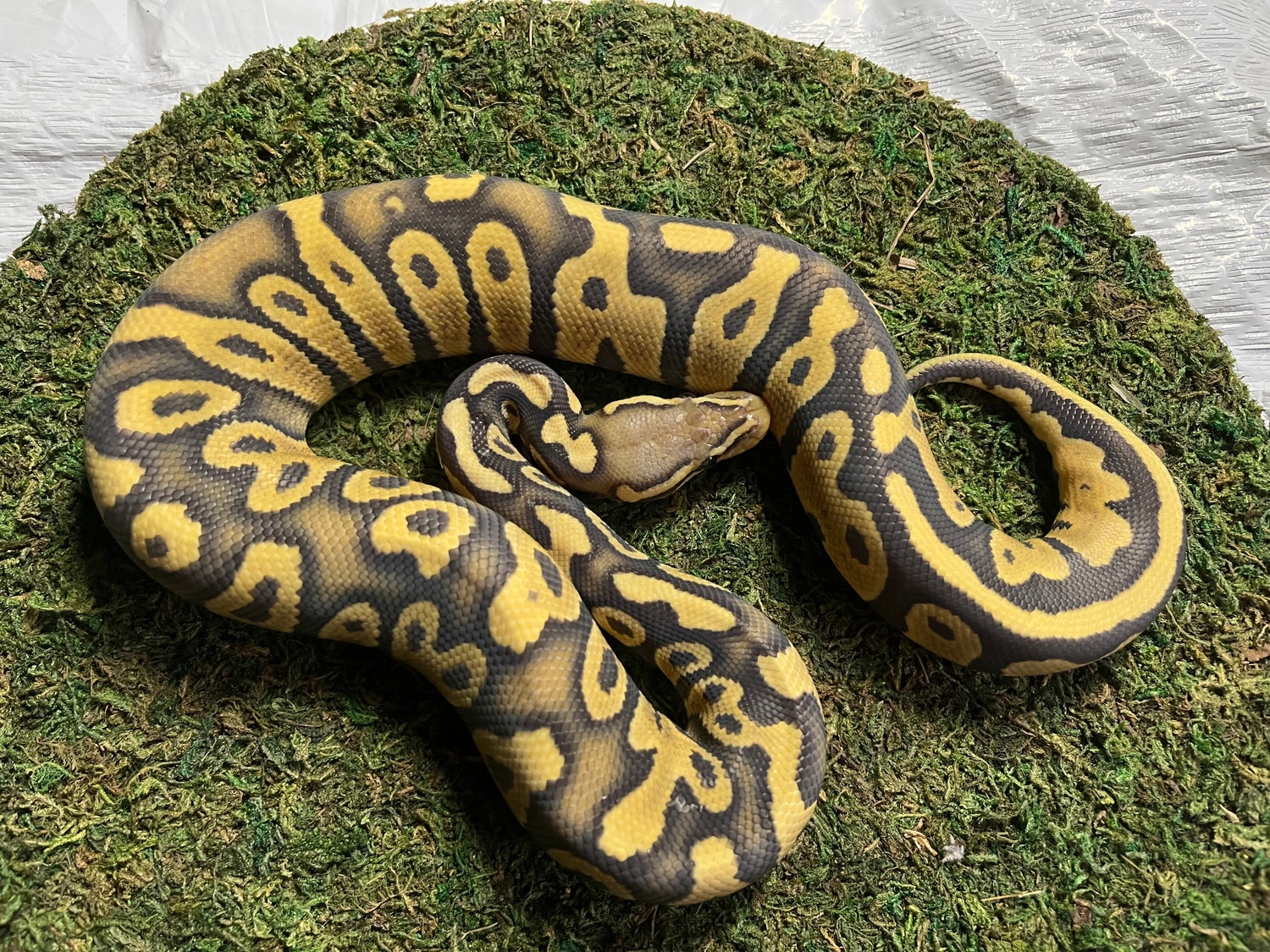Chocolate Hypo Pastel 50% Het DG Ball Python by Critical Constrictors ...