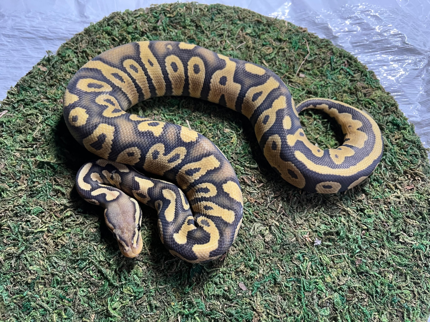 Chocolate Hypo Pastel 50% Het DG Ball Python by Critical Constrictors ...
