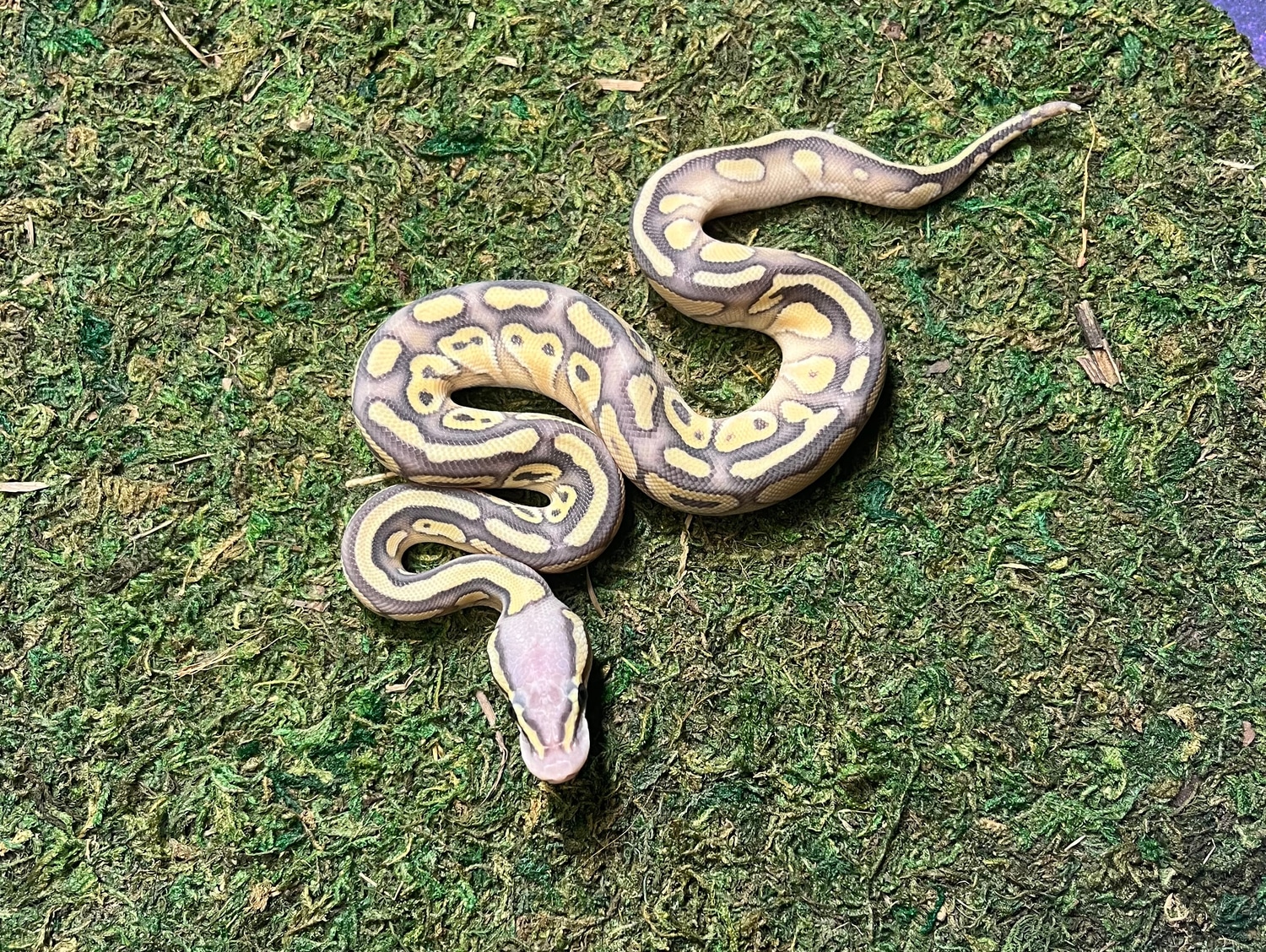 Hypo Lesser Pastel DH Clown GS (Low Price) Ball Python by Critical ...