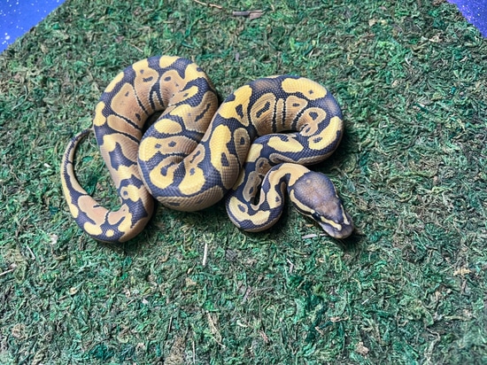 Hypo 66% Het Rainbow (Possible Enchi) Ball Python by Critical Constrictors