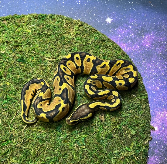 Pastel Het Hypo 50% Het DG (Dinker Project) Ball Python by Critical Constrictors