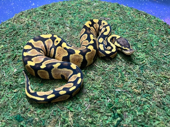 Pastel Het Hypo 50% Het DG (Dinker Project) Ball Python by Critical Constrictors