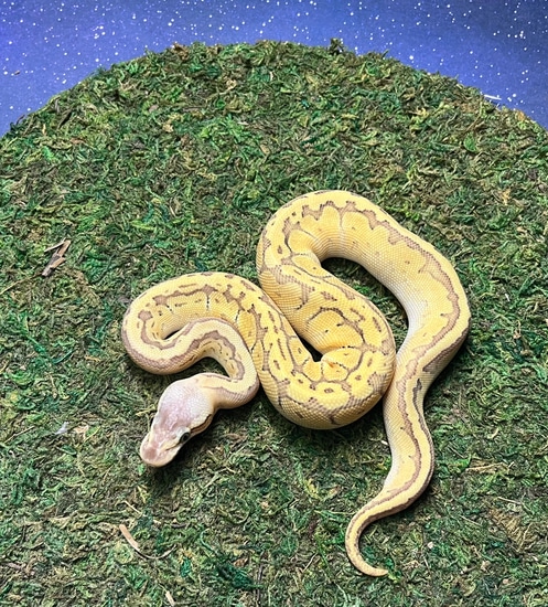Lesser Pastel Pinstripe (Pos Fire) Ball Python by Critical Constrictors