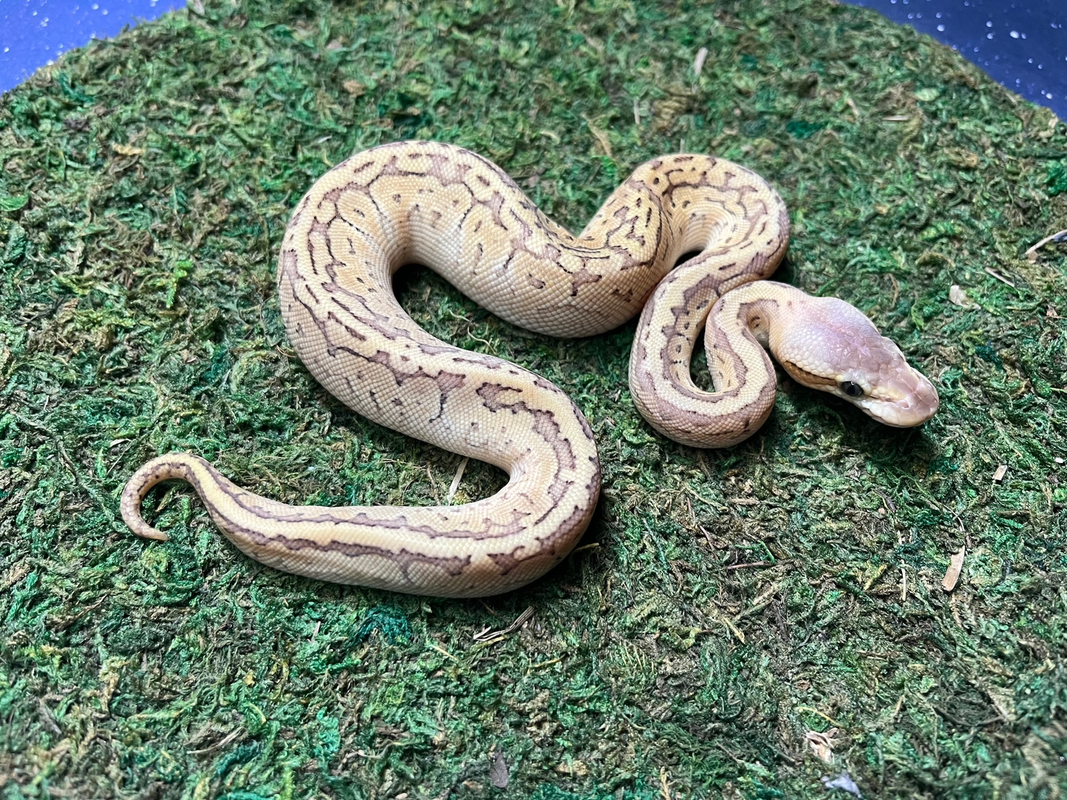 Lesser Pastel Pinstripe Ball Python by Critical Constrictors - MorphMarket
