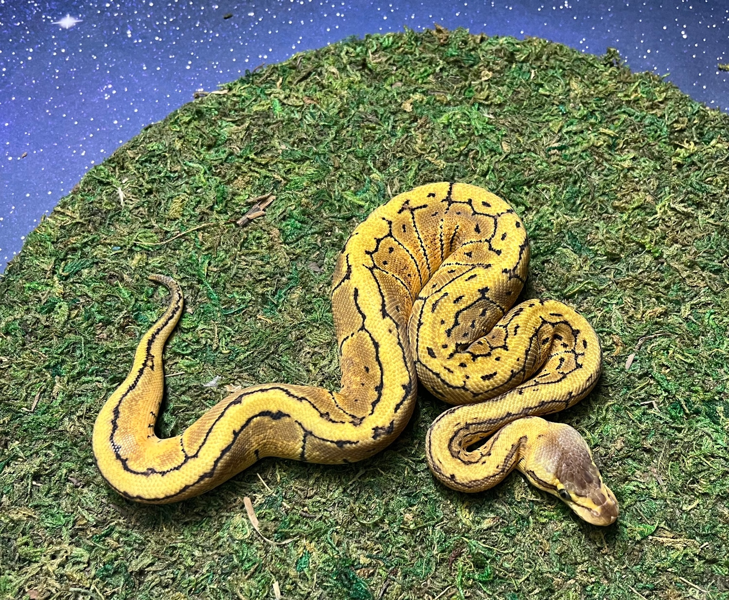 Pastel Pinstripe Ball Python by Critical Constrictors - MorphMarket