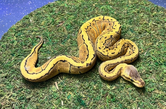 Pastel Pinstripe Ball Python by Critical Constrictors