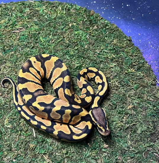 Pastel Het Hypo 50% Het DG (Dinker Project) Ball Python by Critical ...
