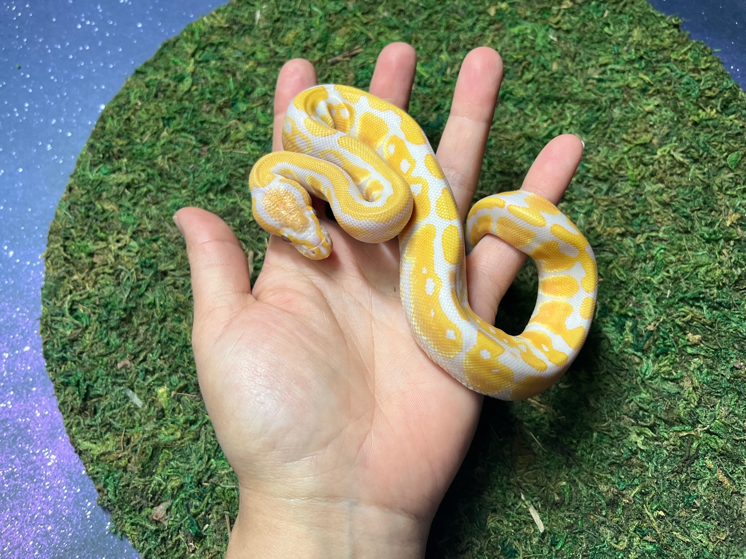Lavender Het Axanthic (TSK) (Pet Only) Ball Python by Critical ...