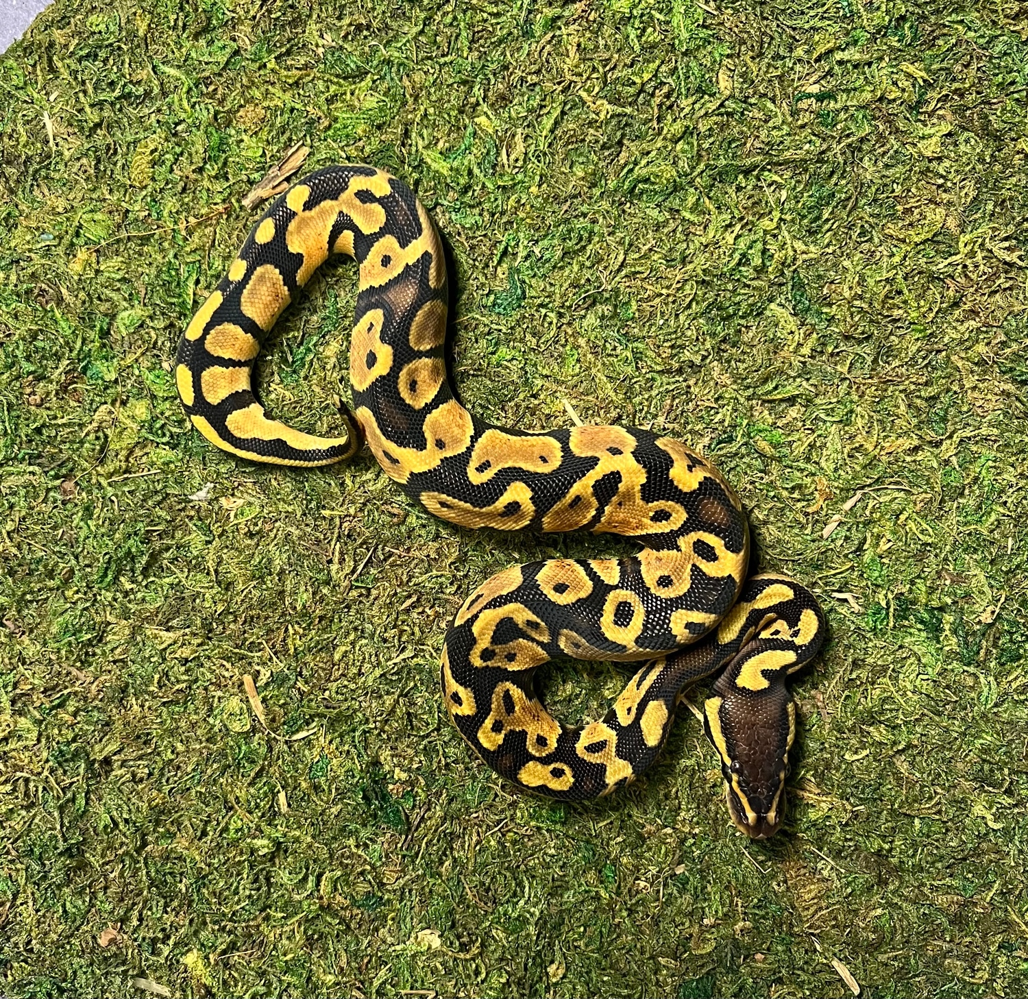 Pastel Het Hypo 66% Het DG Ball Python by Critical Constrictors ...