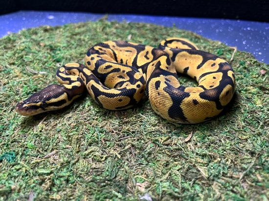 Pastel Het Hypo 66% Het DG Ball Python by Critical Constrictors
