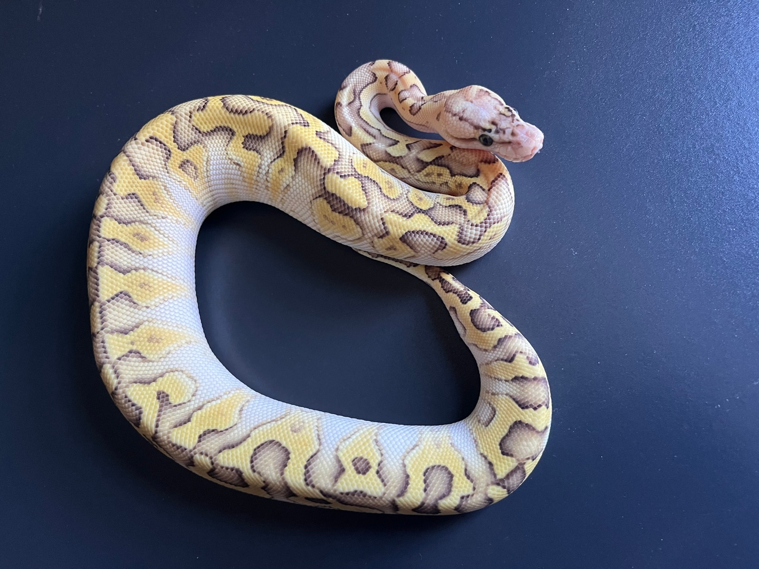 Super Pastel Lesser Pos Cinnamon Crypton Het DG 66% Het GS Ball Python ...