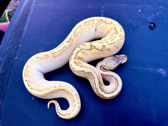 Calico Lesser Pastel Pinstripe Ball Python by Critical Constrictors