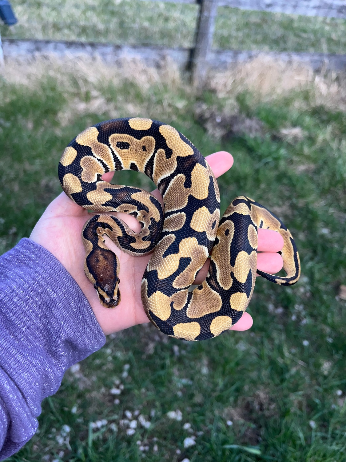 Crypton Het DG 66% Het GS Ball Python by Critical Constrictors ...