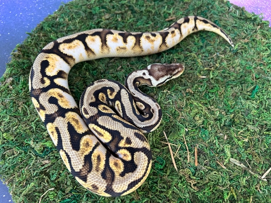 Spotnose OD Calico + (Free Shipping) Ball Python by Critical Constrictors